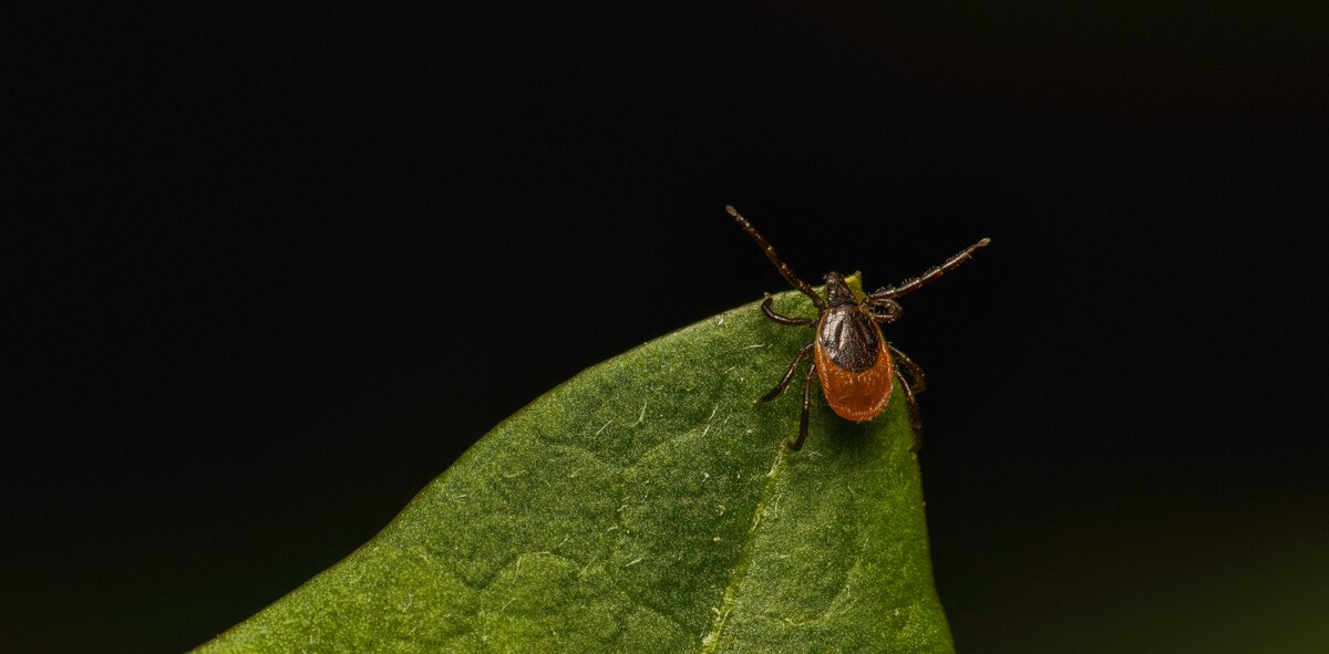 Borreliose (Ziekte van Lyme) - CVIG